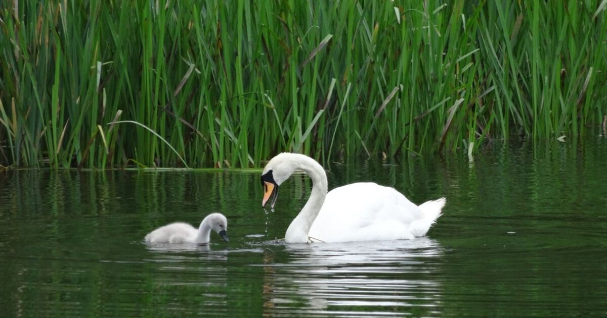 Creature feature: mute swan | National Trust for Scotland
