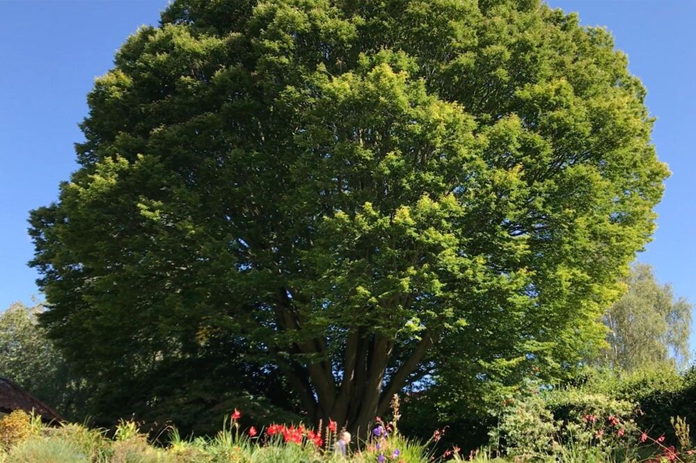 Scottish Tree Festival 2019 | National Trust for Scotland