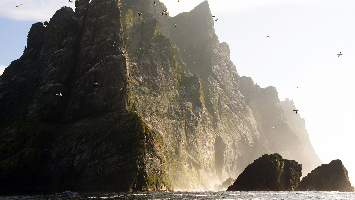 Back to Boreray for first bird count in… | National Trust for Scotland