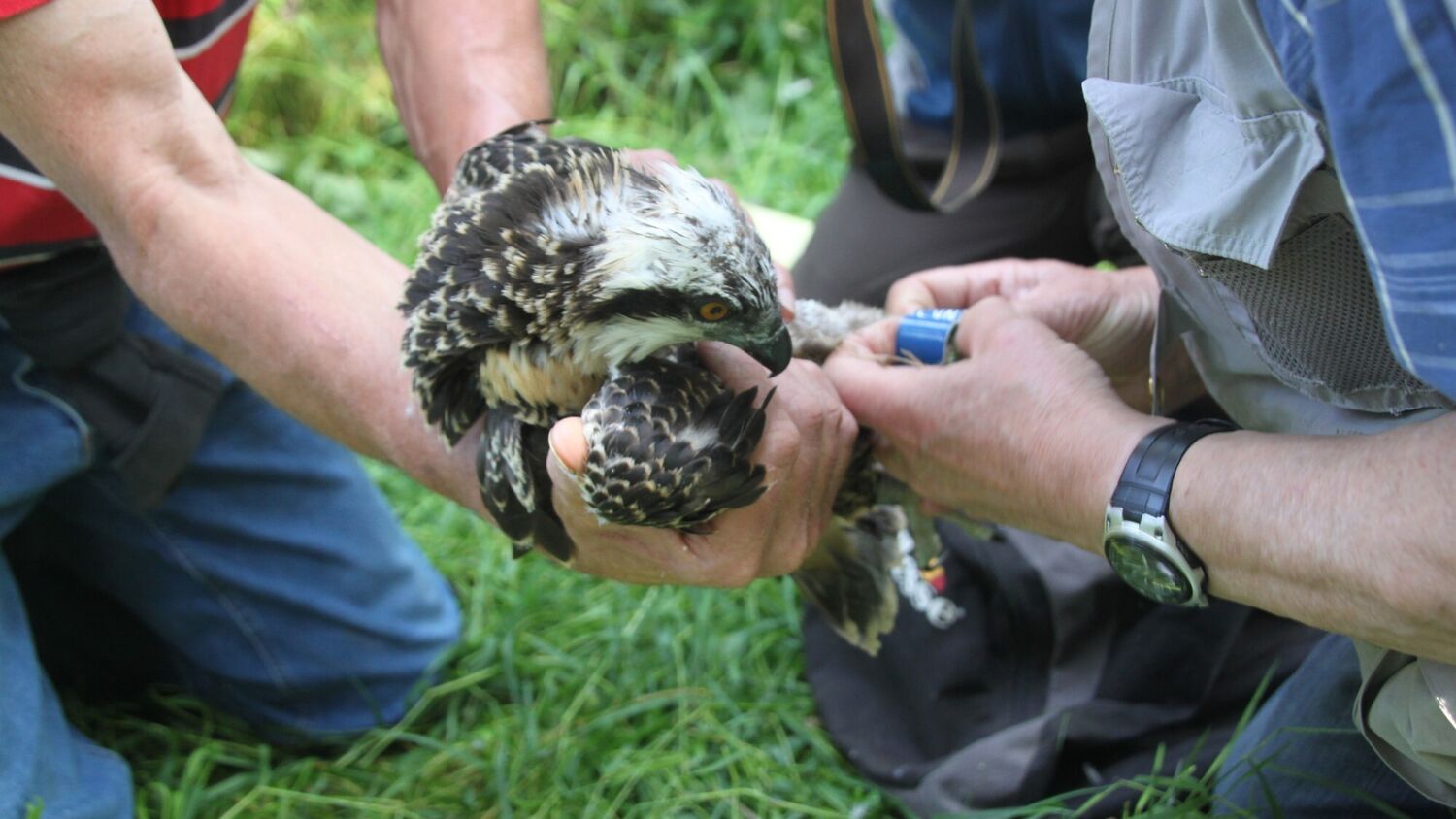 Great news for osprey conservation | National Trust for Scotland