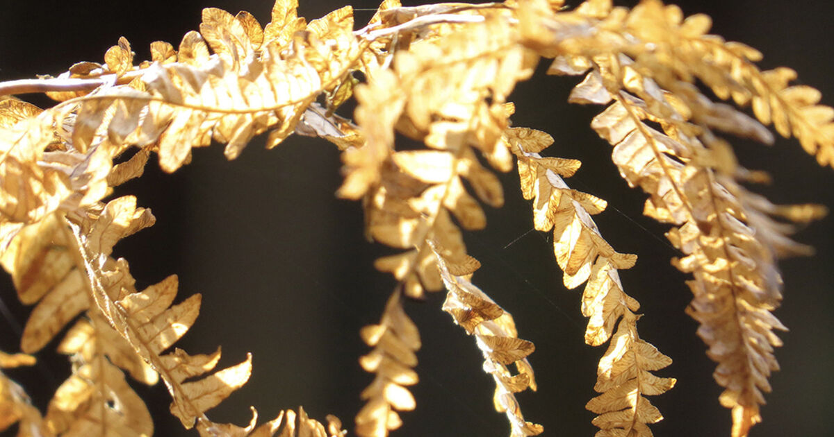 Following the Coy Burn | National Trust for Scotland