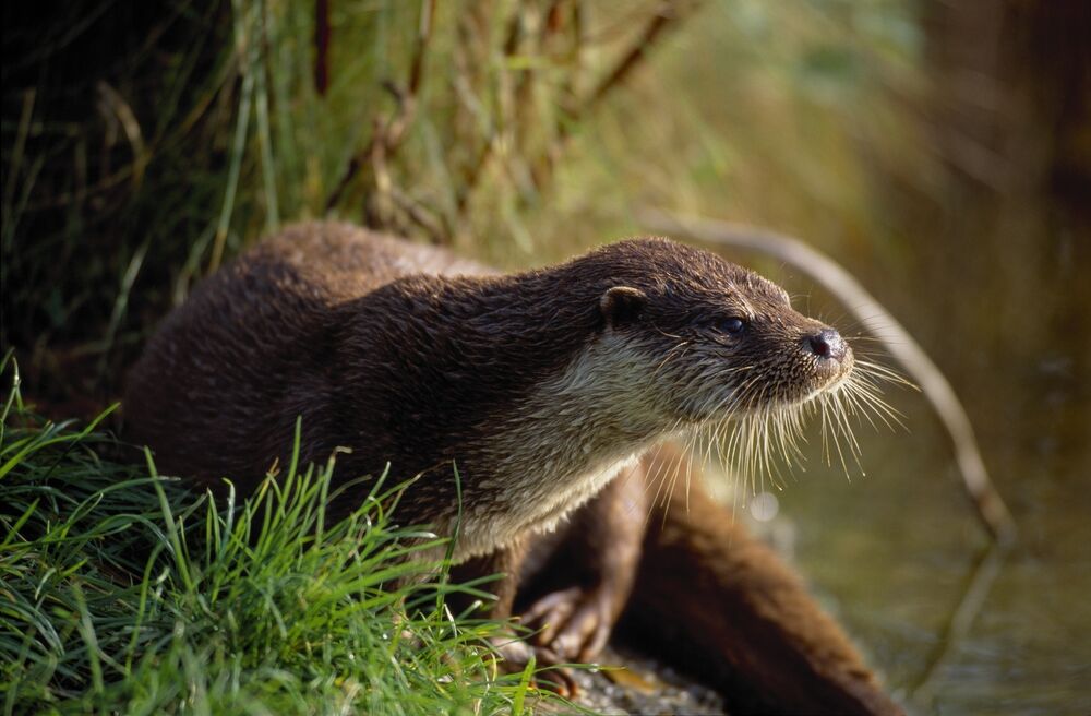 National Trust for Scotland