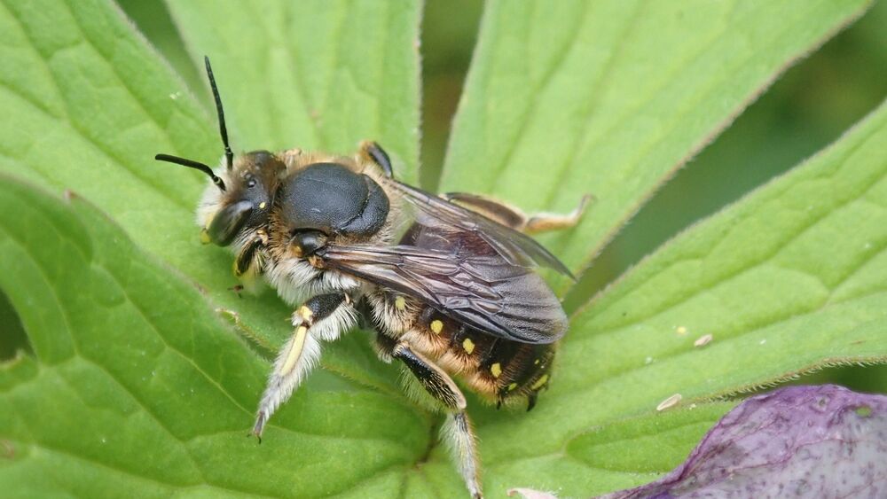 Fantastic five at Crathes | National Trust for Scotland