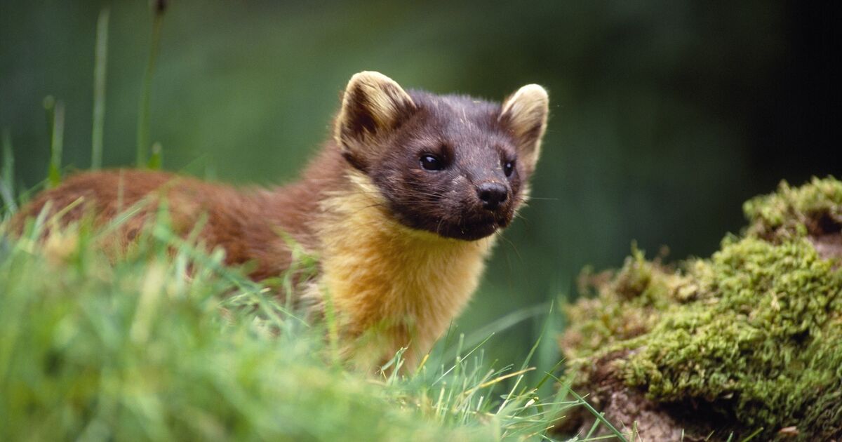 Wildlife | National Trust for Scotland