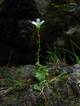 Rare arctic-alpine plants becoming… | National Trust for Scotland