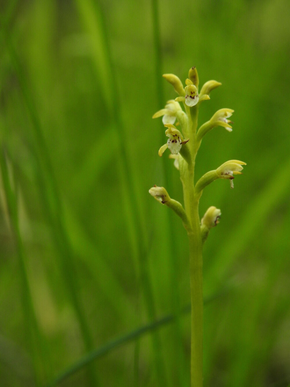 Scarce orchid found in Highlands after… | National Trust for Scotland