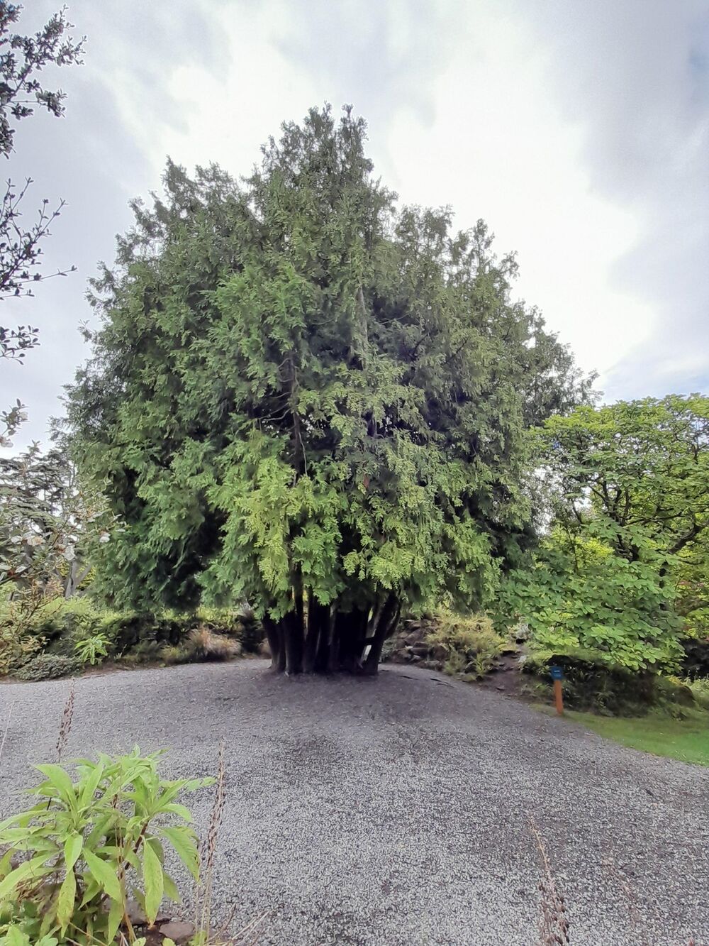 Plant of the month: Thujopsis dolabrata | National Trust for Scotland