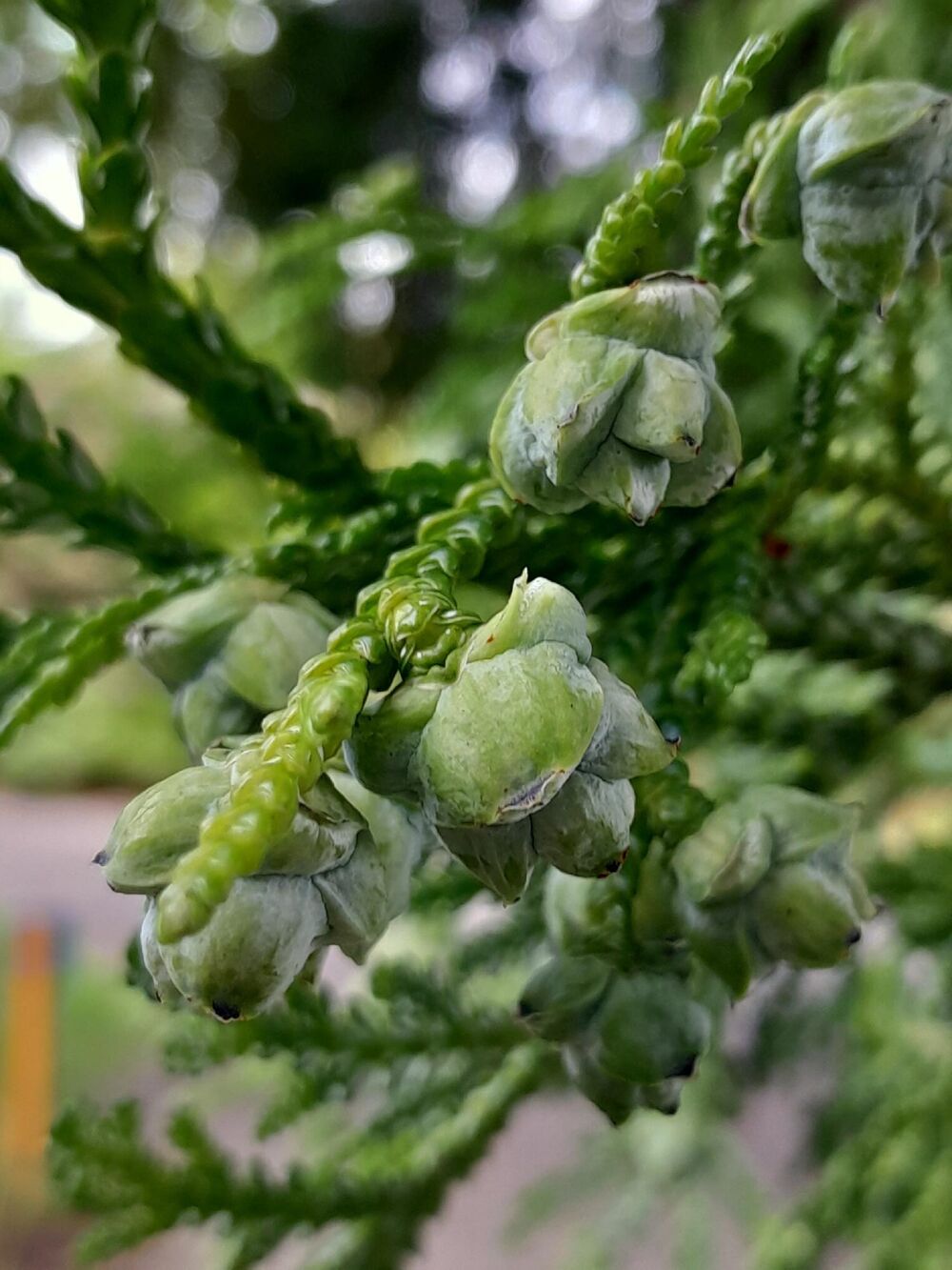 Plant of the month: Thujopsis dolabrata | National Trust for Scotland
