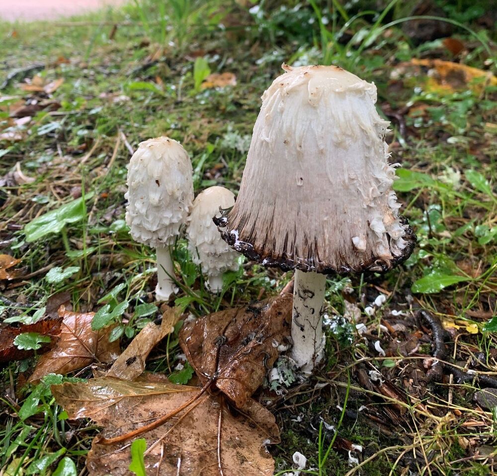 The architecture of decay | National Trust for Scotland