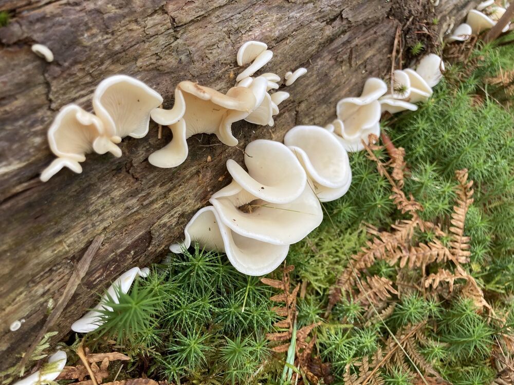 Autumn fungi at Corrieshalloch Gorge NNR | National Trust for Scotland