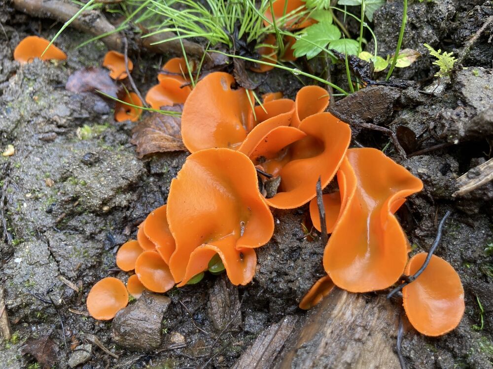Autumn fungi at Corrieshalloch Gorge NNR | National Trust for Scotland