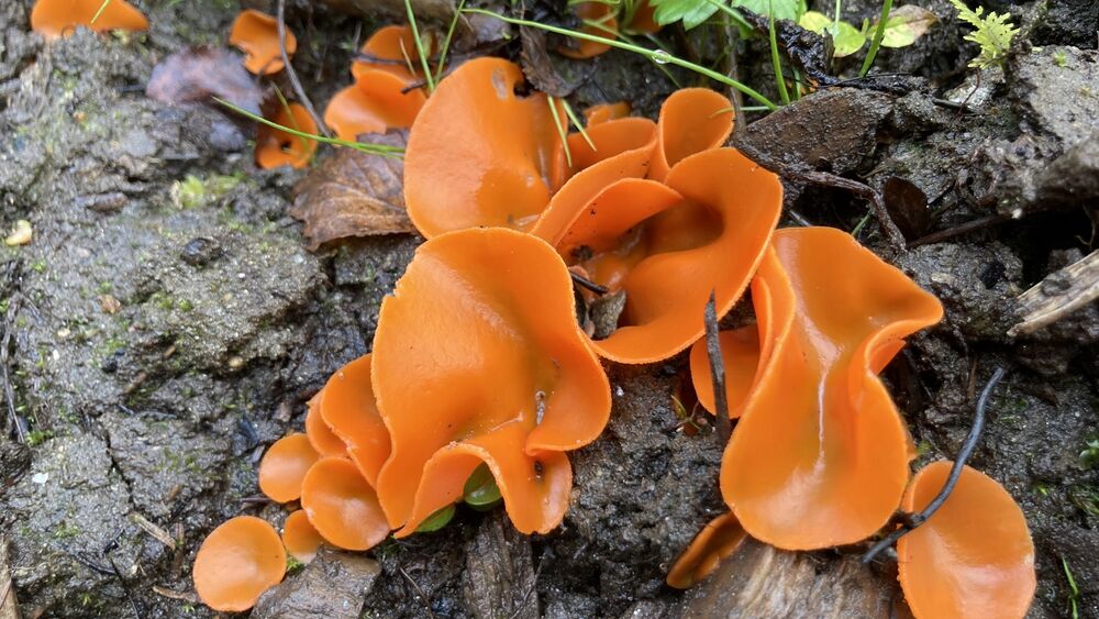 Autumn fungi at Corrieshalloch Gorge NNR | National Trust for Scotland