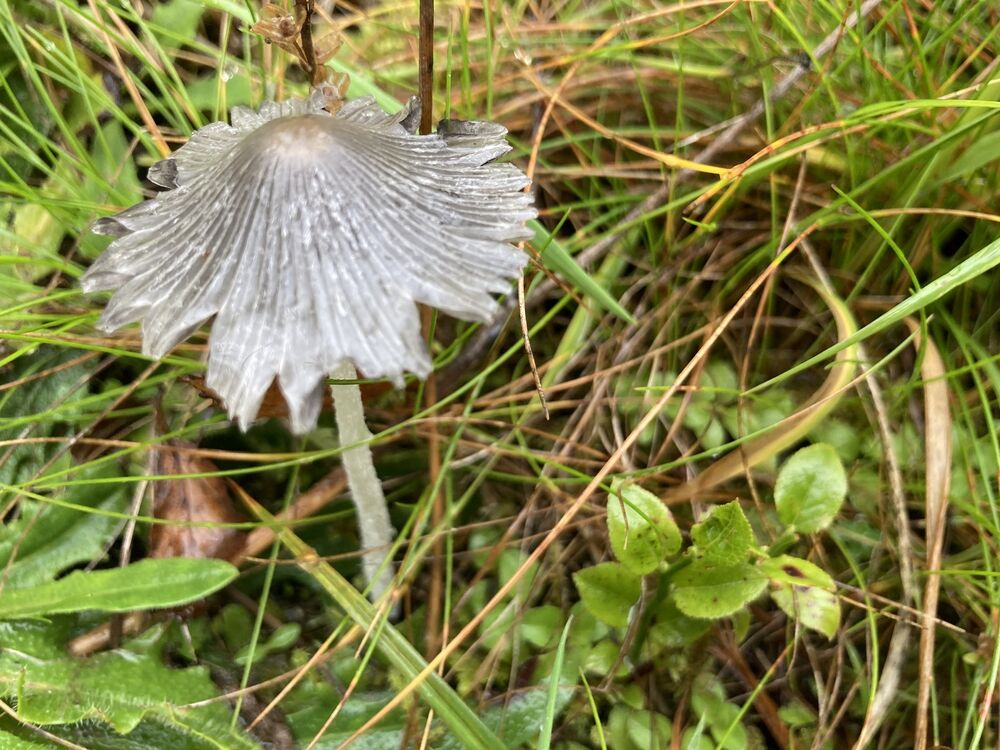 Autumn fungi at Corrieshalloch Gorge NNR | National Trust for Scotland