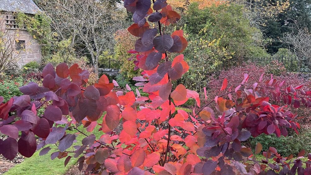 Plant of the month: Cotinus coggygria | National Trust for Scotland