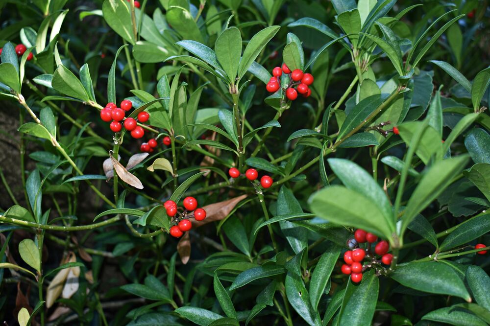 The 12 Plants of Christmas | National Trust for Scotland