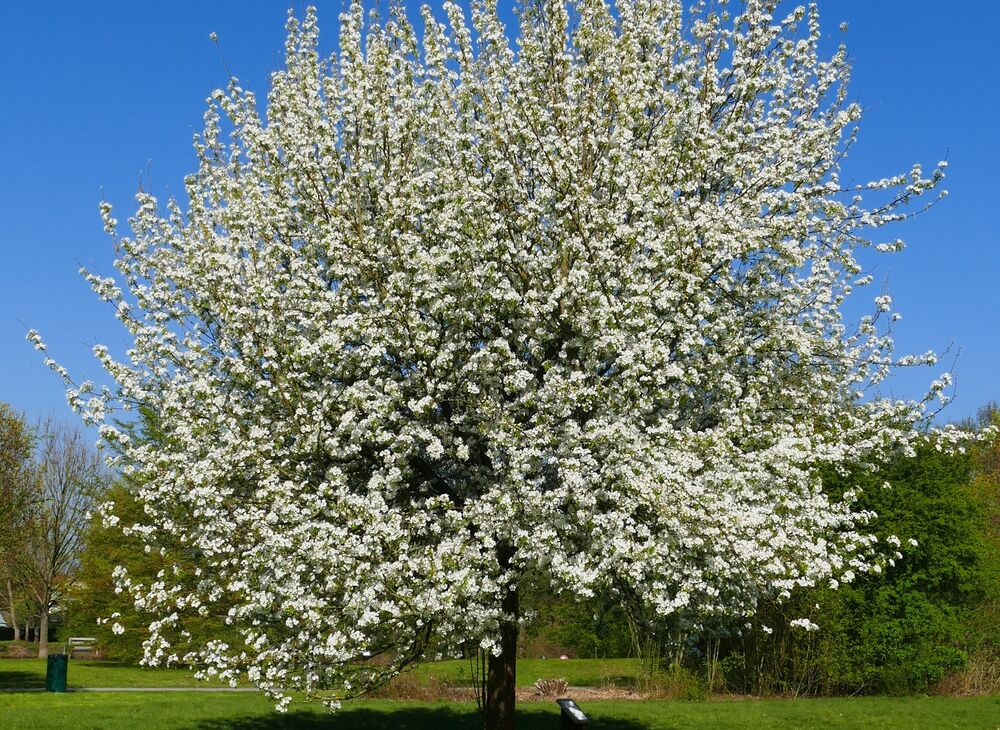 The 12 Plants of Christmas | National Trust for Scotland