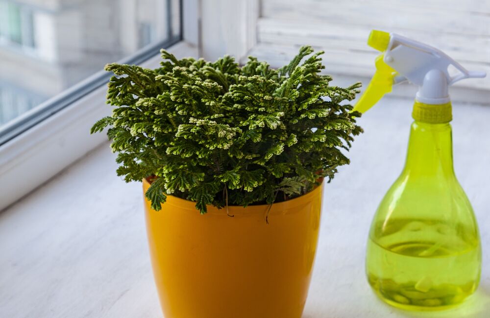 The 12 Plants of Christmas | National Trust for Scotland