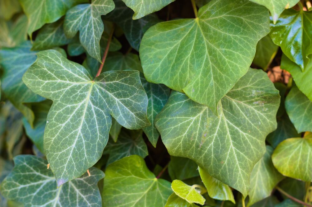 The 12 Plants of Christmas | National Trust for Scotland