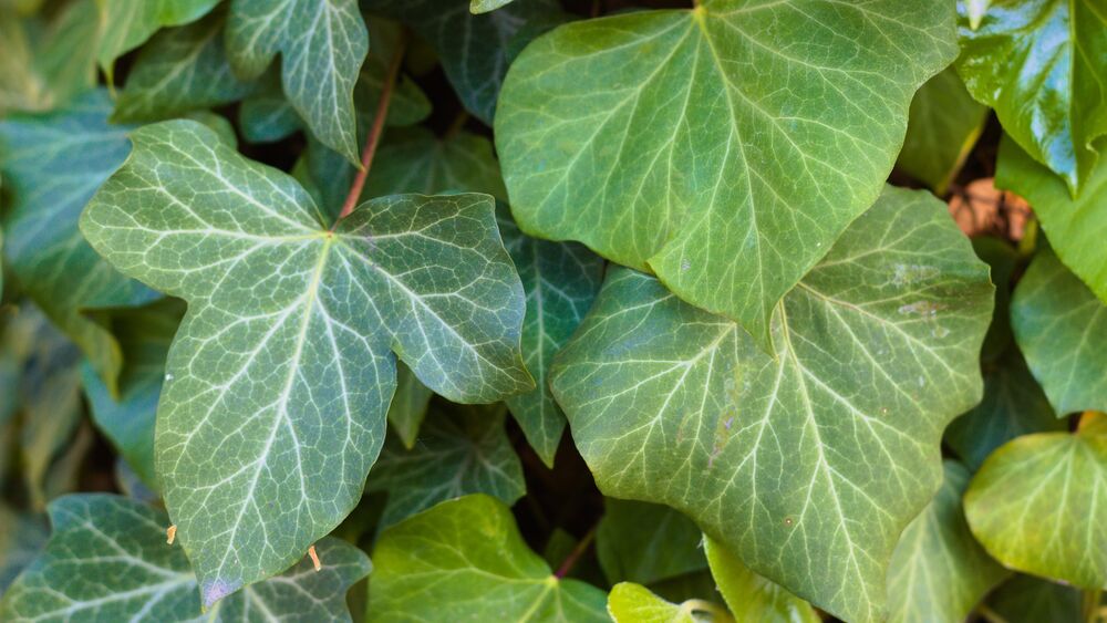 The 12 Plants of Christmas | National Trust for Scotland