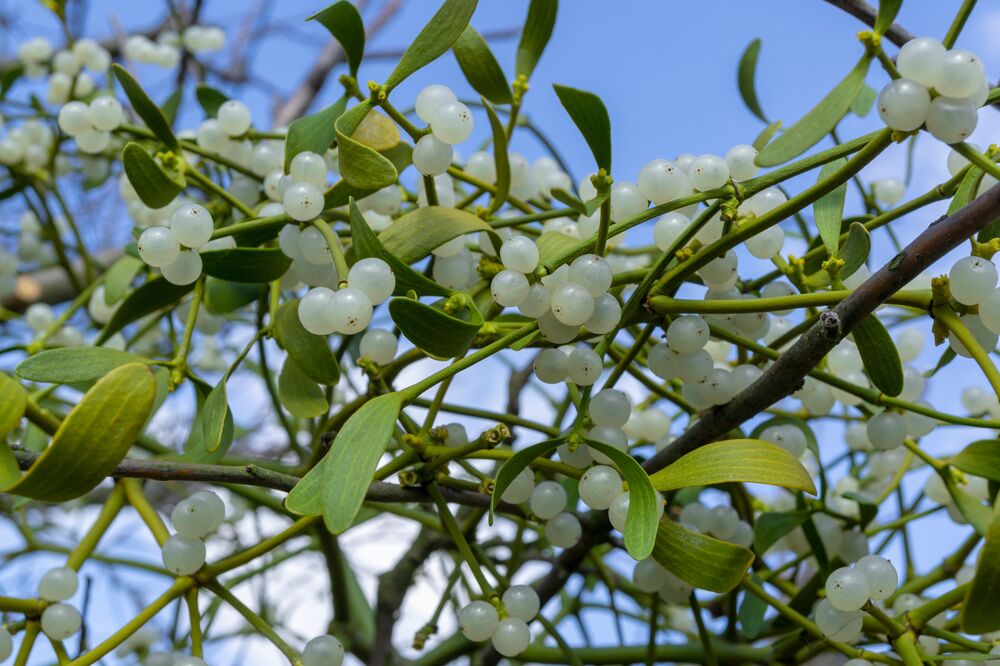 The 12 Plants of Christmas | National Trust for Scotland