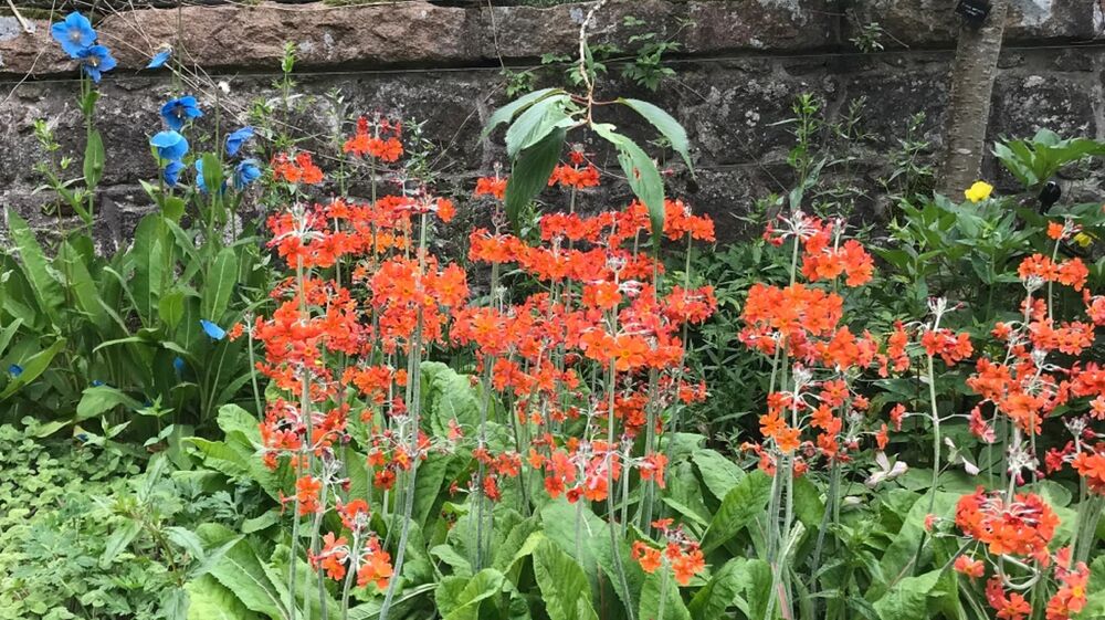 Crathes Garden blog #21: Blowing hot… | National Trust for Scotland