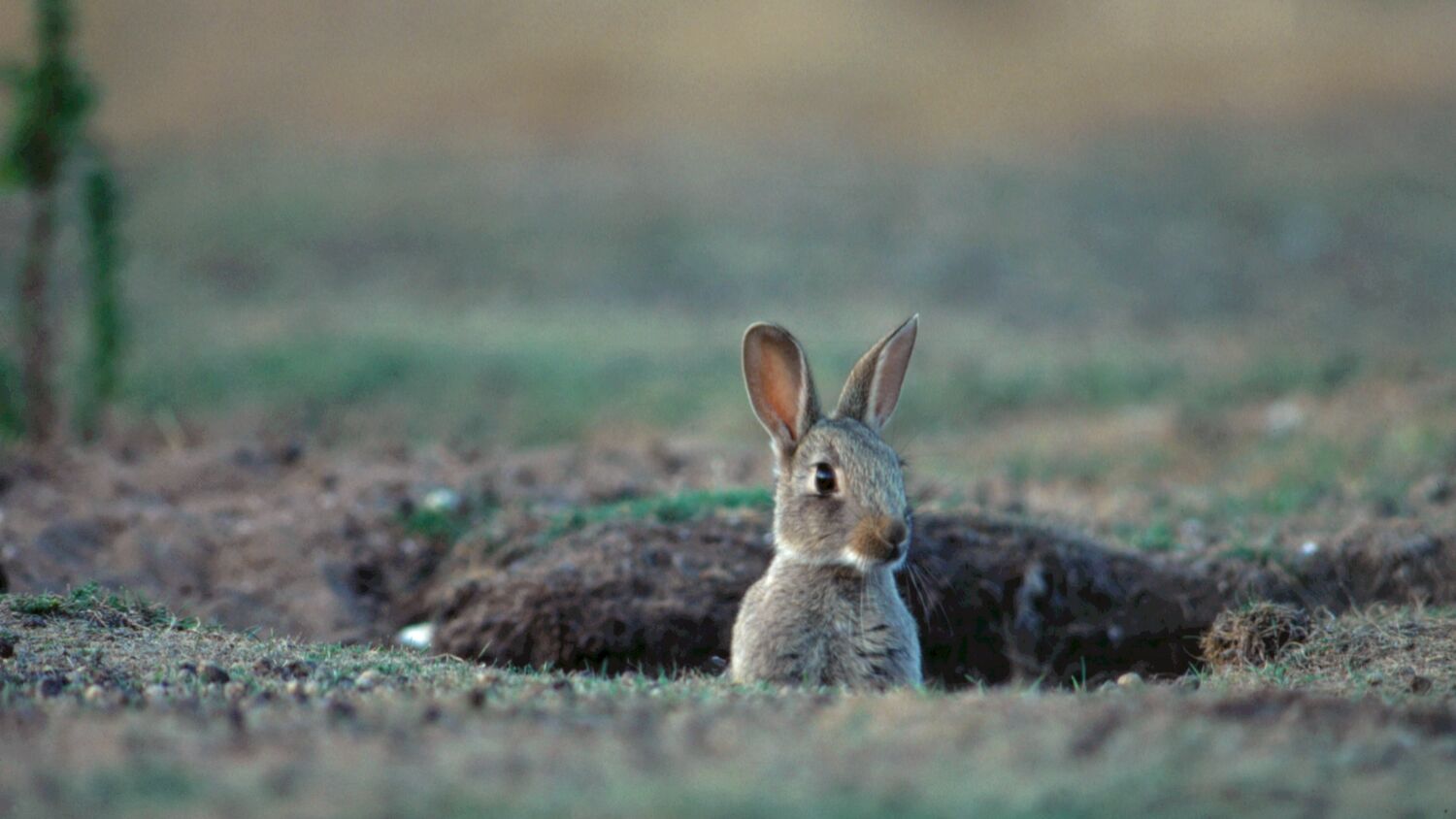 Crathes Garden blog #22: 1066 and all… | National Trust for Scotland