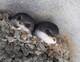 A new home for house martins | National Trust for Scotland