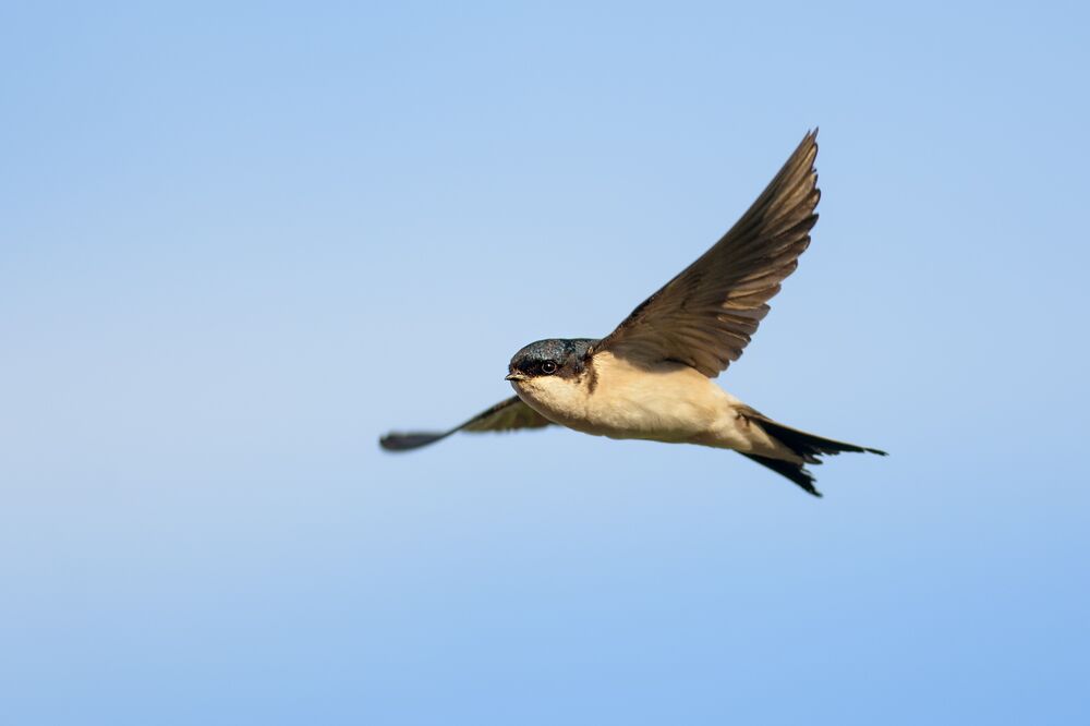 A new home for house martins | National Trust for Scotland