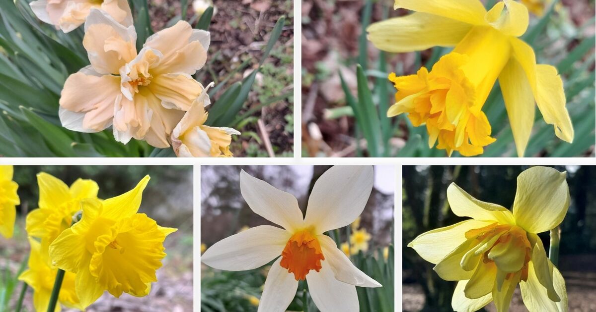 PLANTS project: five favourite daffodil… | National Trust for Scotland