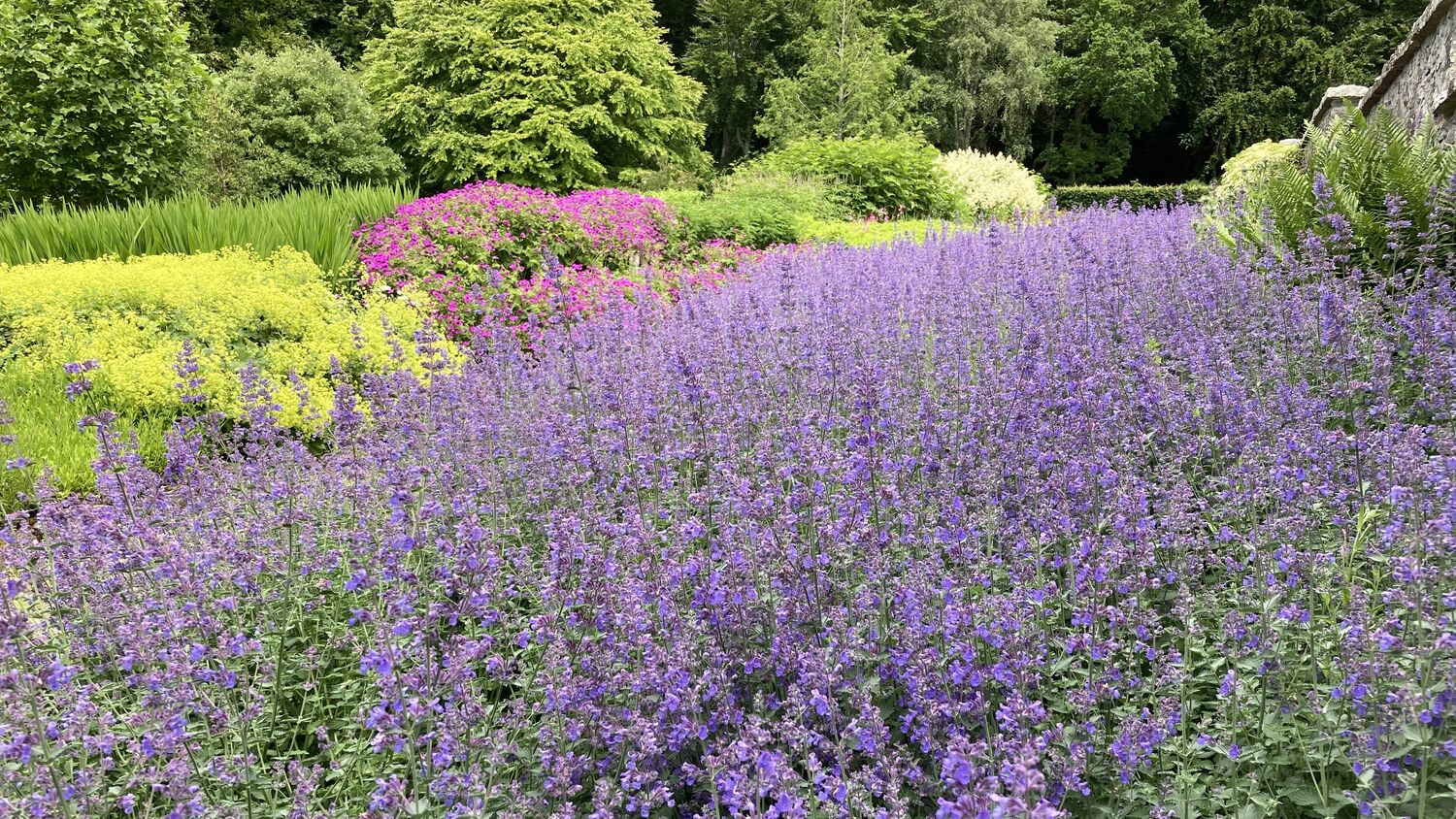 Three favourite summer plants for the… | National Trust for Scotland