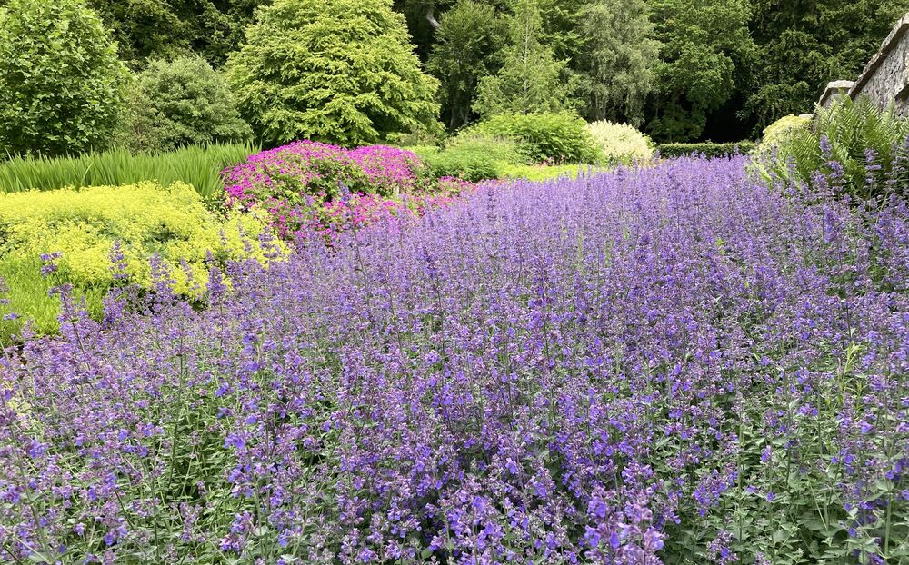 Three favourite summer plants for the… | National Trust for Scotland