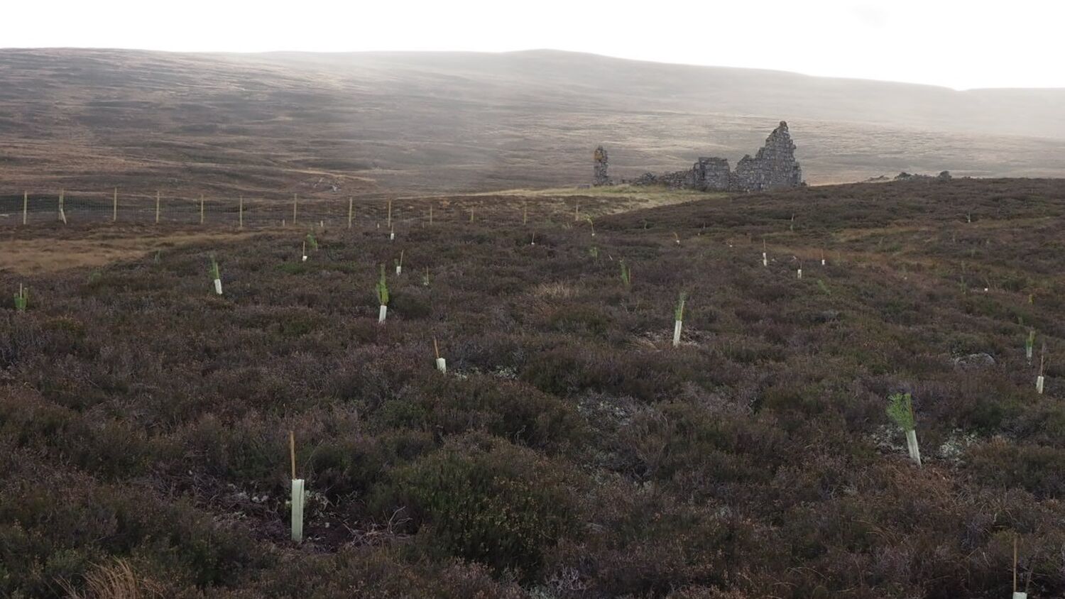 Over 100,000 trees planted for woodland… | National Trust for Scotland