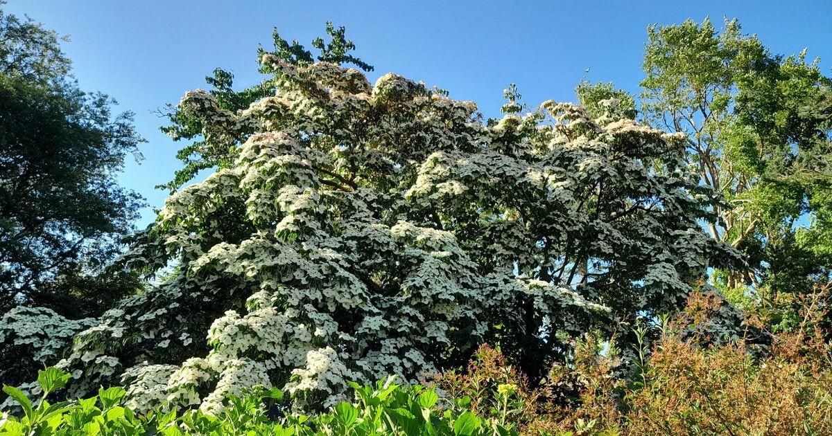 The PLANTS project: three tree… | National Trust for Scotland