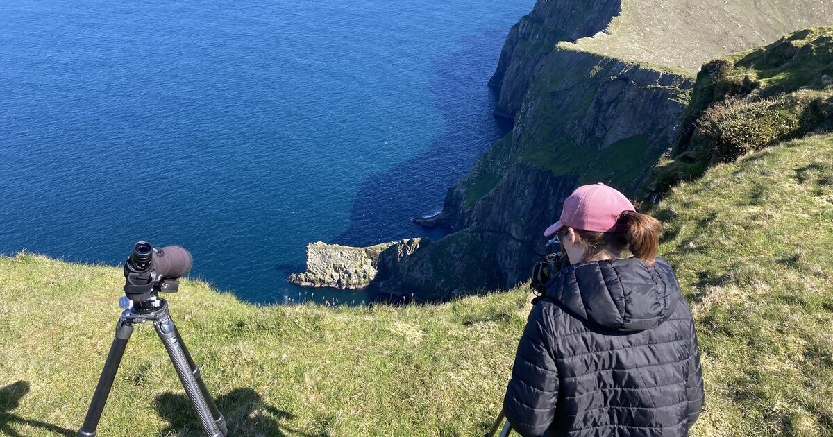 Significant seabird census completed at… | National Trust for Scotland