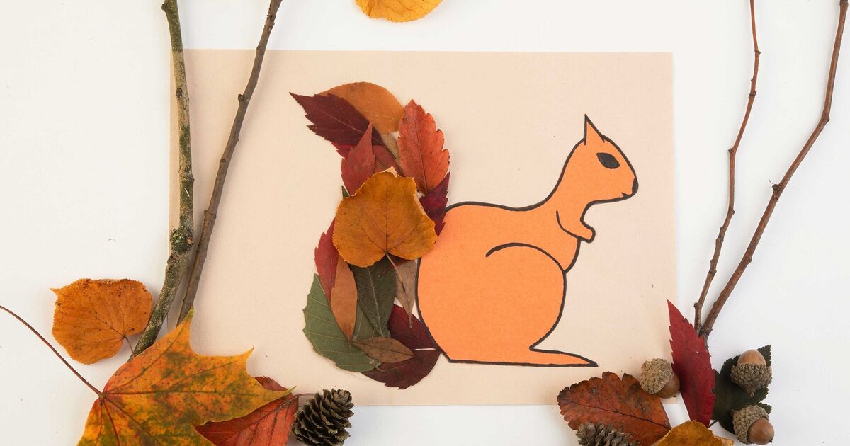 Bright-eyed and bushy-tailed: squirrel… | National Trust for Scotland