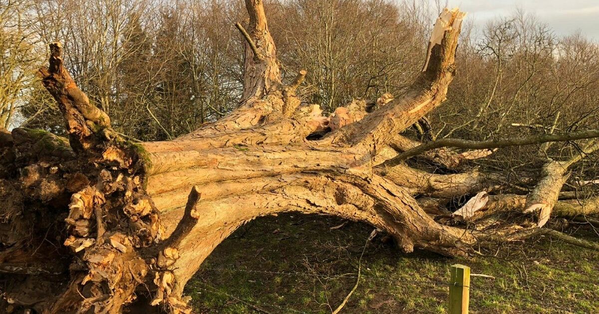 Veteran tree management – a new kind of… | National Trust for Scotland