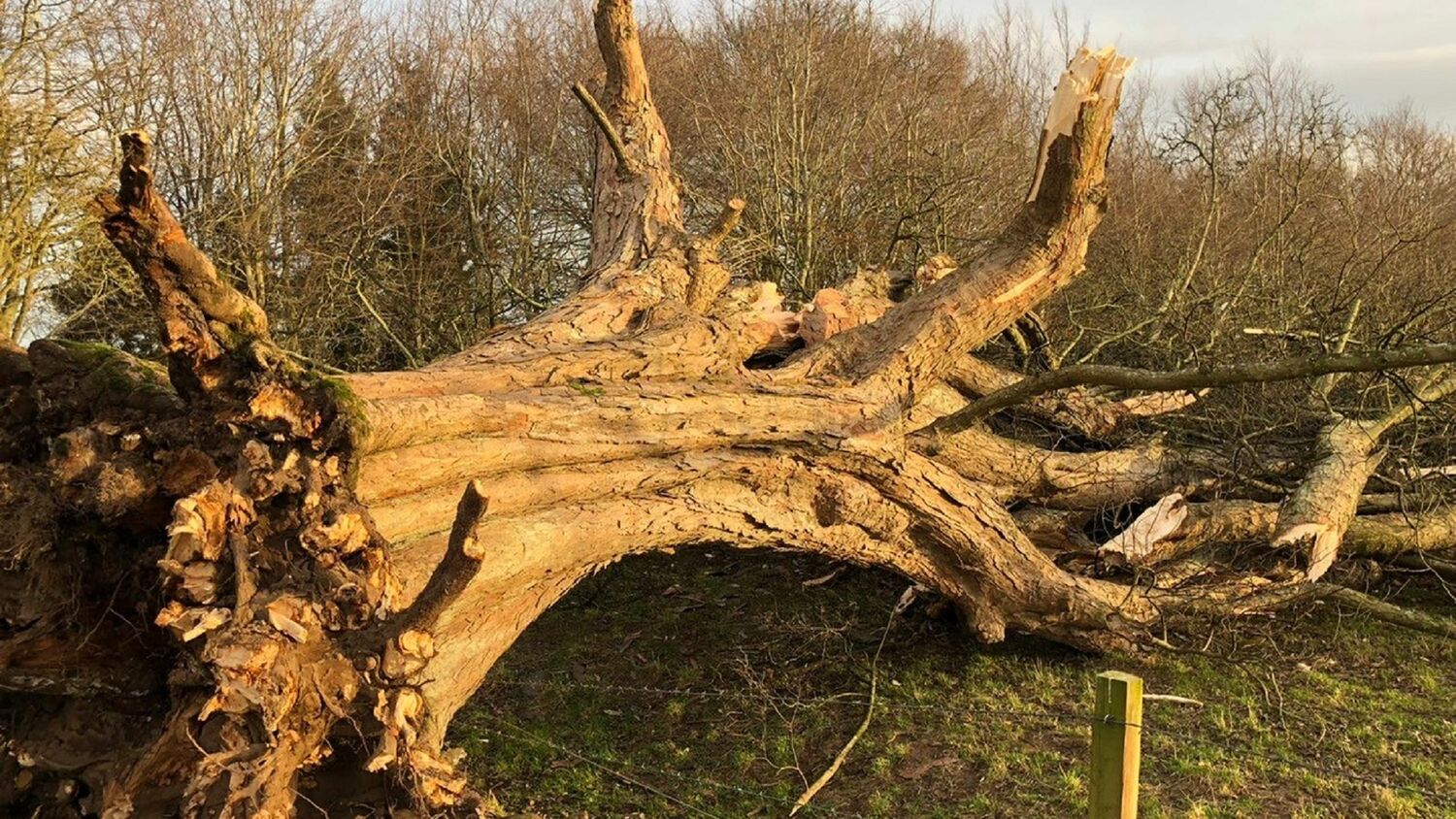 Veteran tree management – a new kind of… | National Trust for Scotland