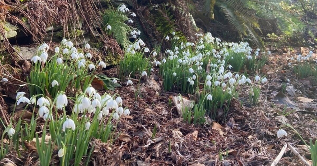 The PLANTS project: snowdrop season at… | National Trust for Scotland
