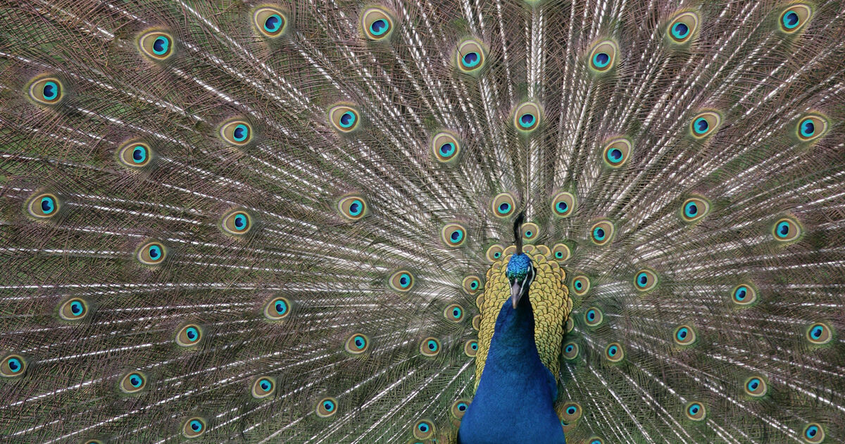 House of the Binns | National Trust for Scotland