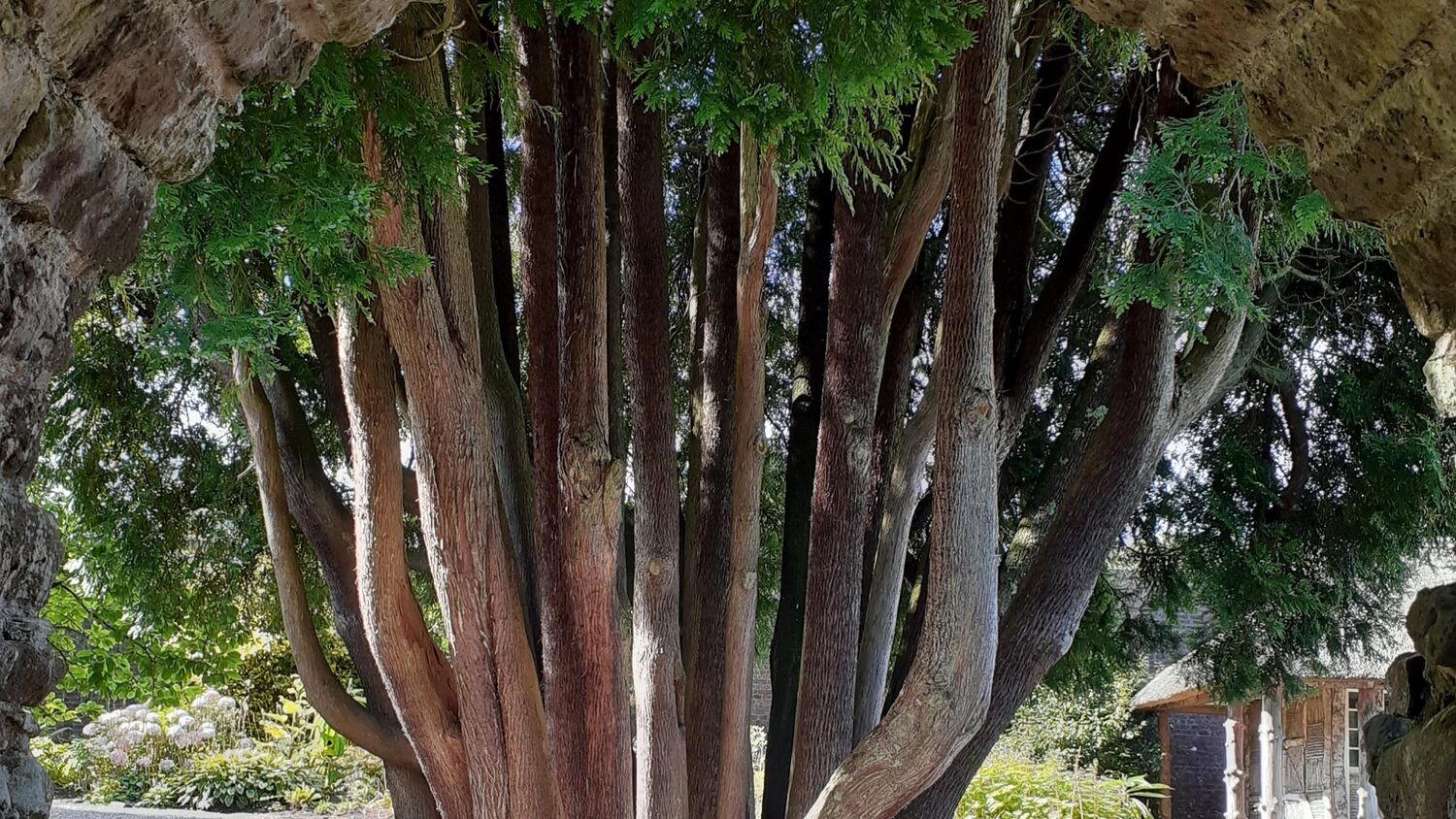 Plant of the month: Thujopsis dolabrata | National Trust for Scotland