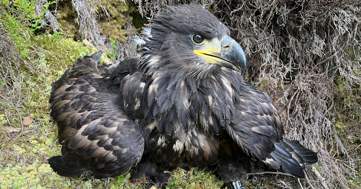 Mar’verick takes to the skies | National Trust for Scotland