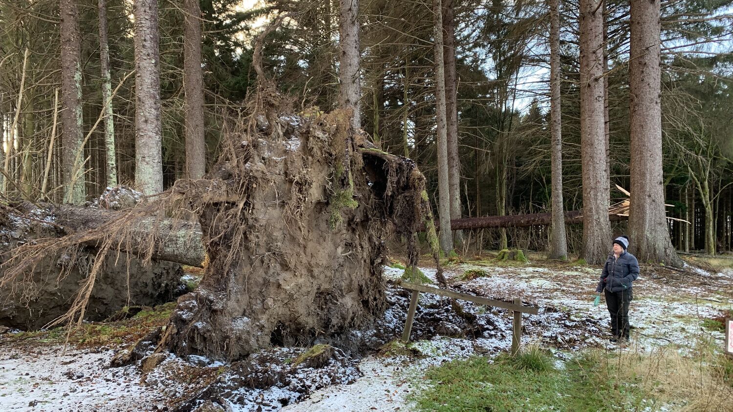 Storm damage: one year on | National Trust for Scotland