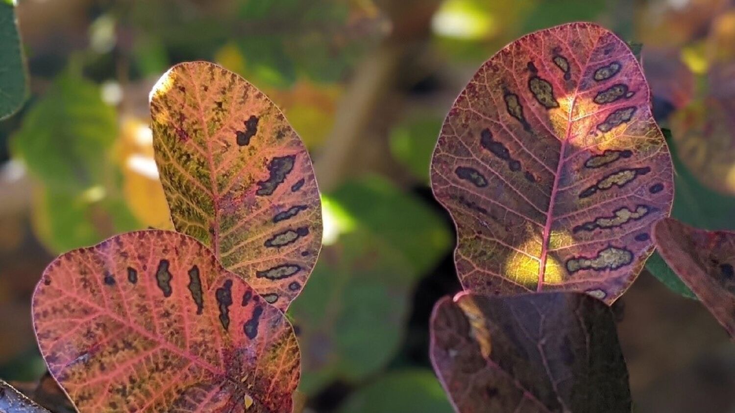 Plant of the month: Cotinus coggygria | National Trust for Scotland
