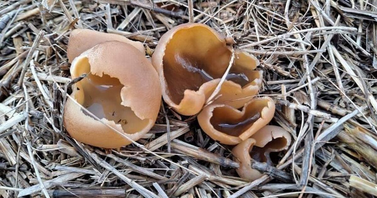 The rotters of Inverewe | National Trust for Scotland