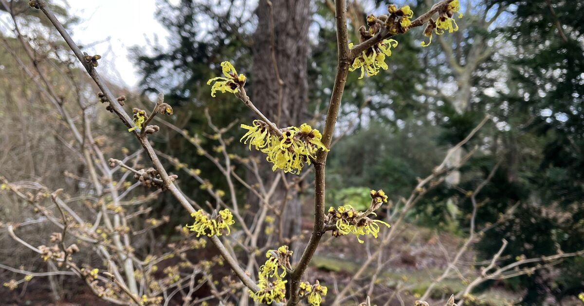 Plant of the month: Hamamelis | National Trust for Scotland