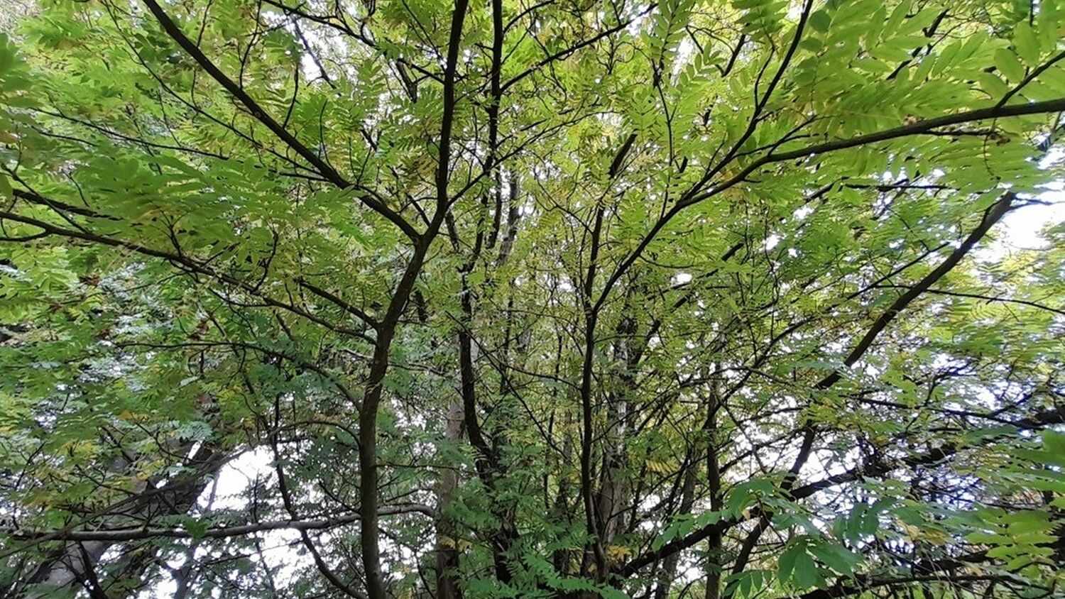 Plant of the month: Pterocarya… | National Trust for Scotland