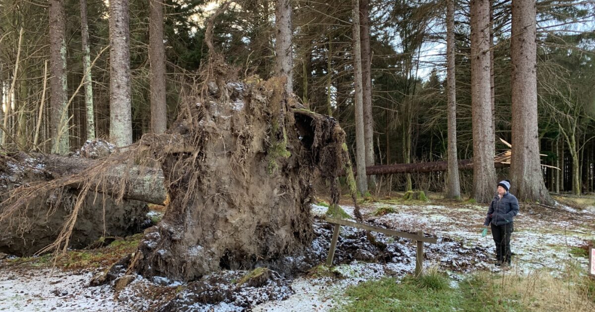 Storm damage: one year on | National Trust for Scotland